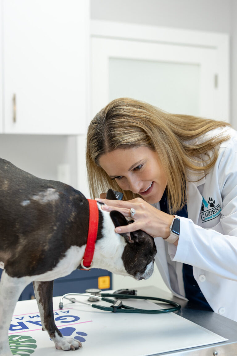 Pet Dermatology | Gardens Animal Hospital