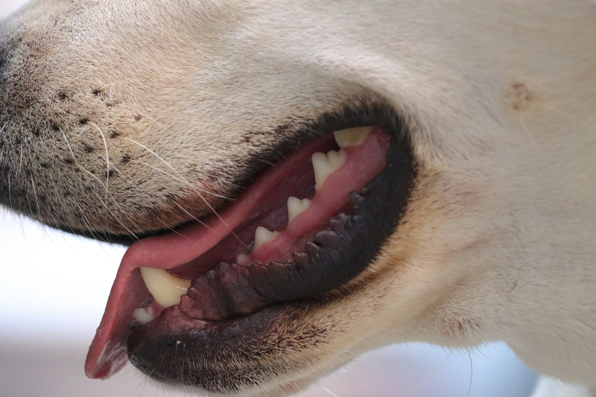 Pet Dental Disease: The Silent Health Threat