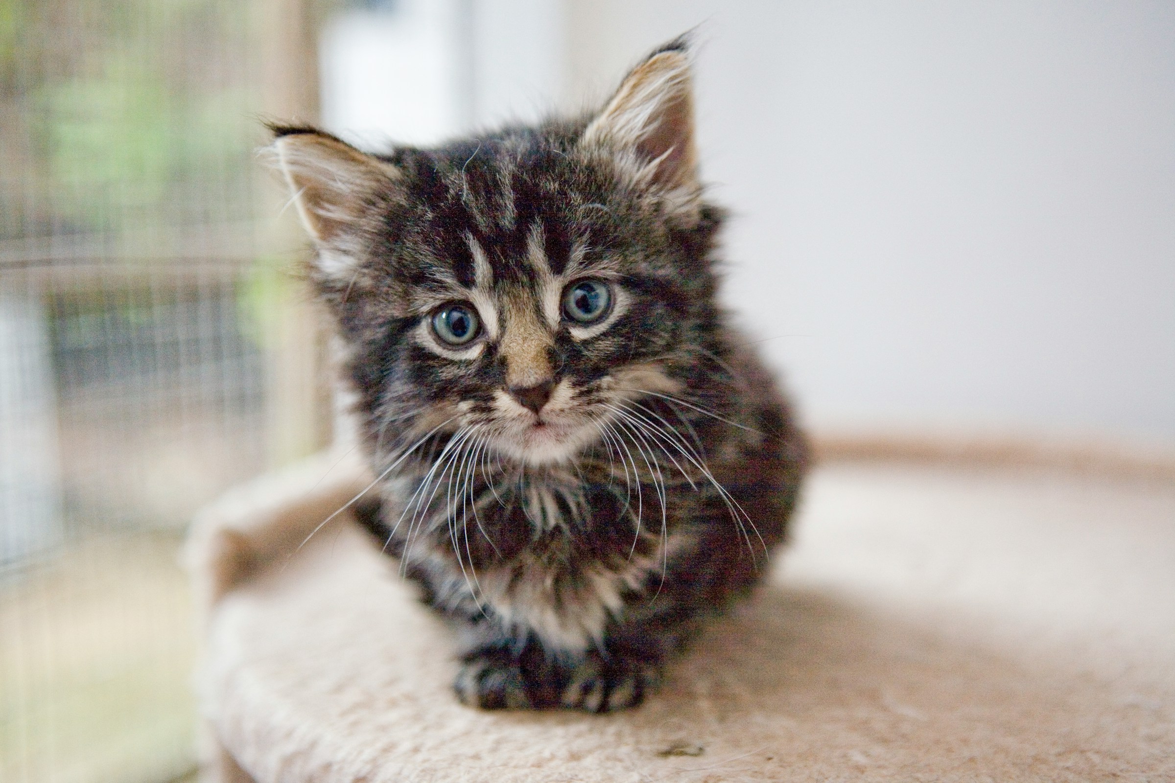 Understanding Pet Anxiety: Signs, Causes & Solutions